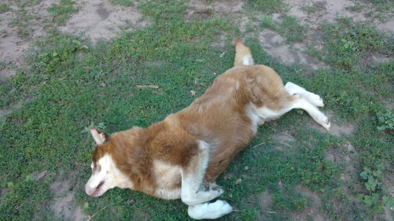 Potential Dog Explosion - YouTube