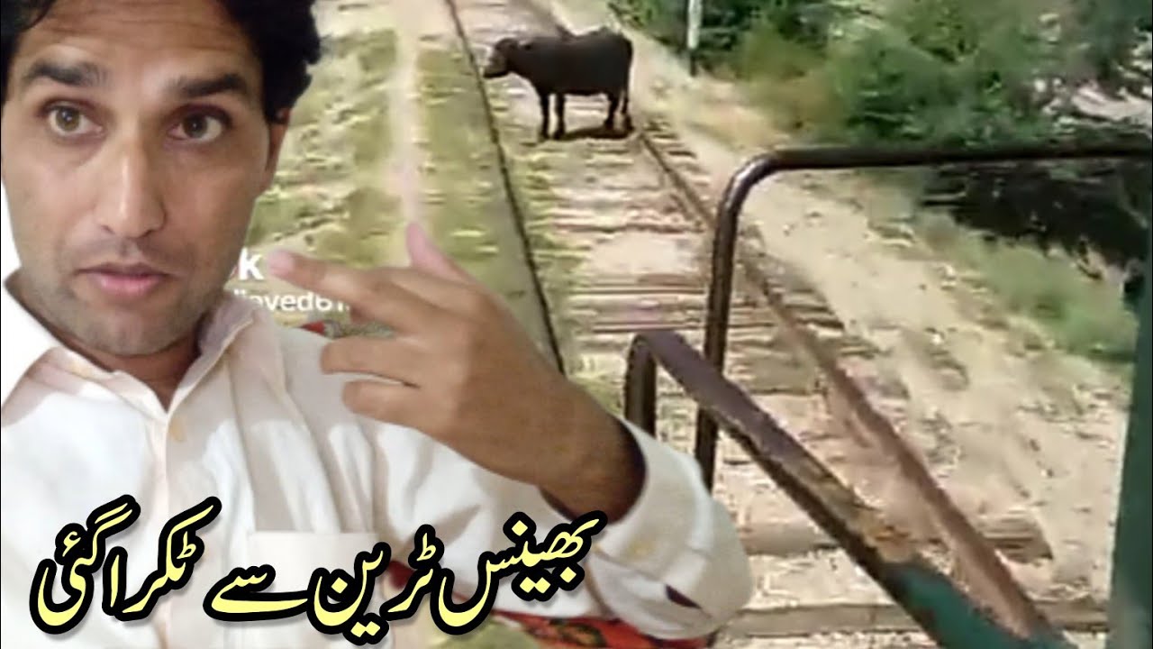 Bhans Train sy takra gaye|Animals Hit by Trains so Hard🔥Live Train hits ...