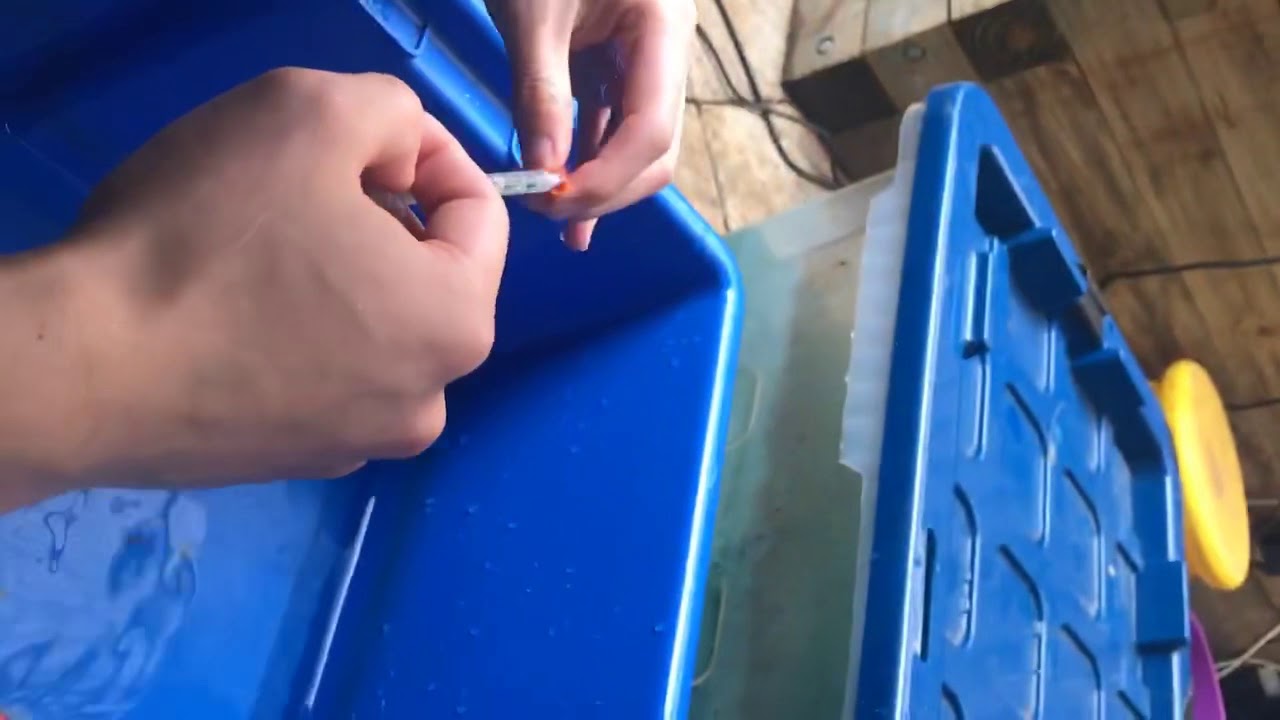 How to inject a KOI fish - YouTube