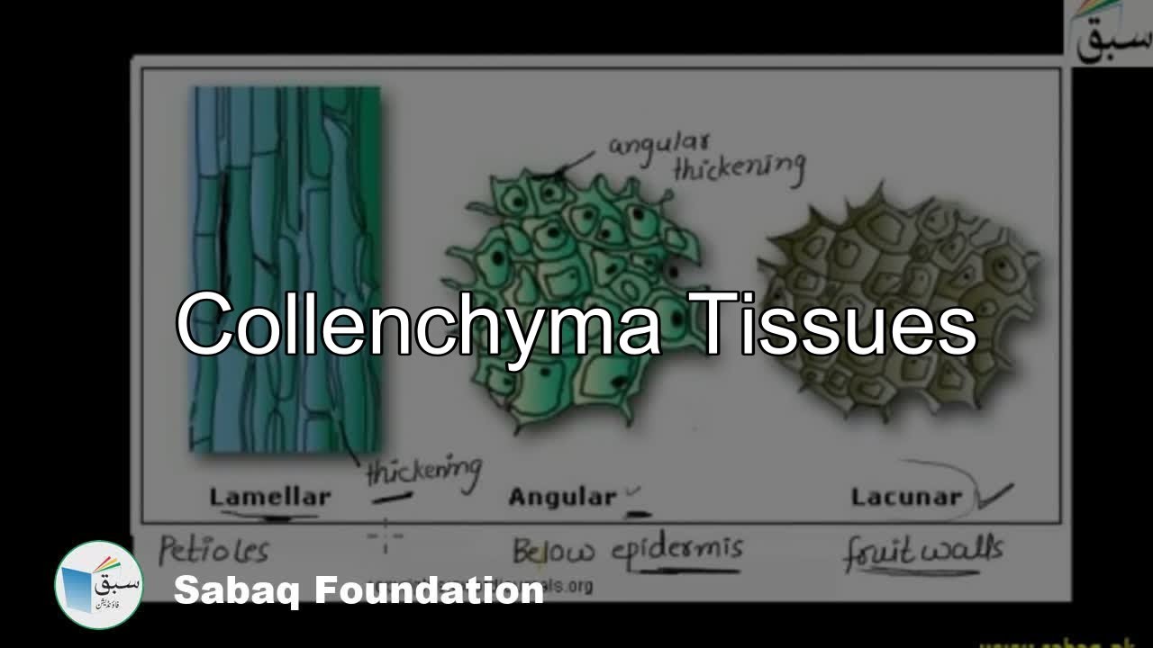 Collenchyma Tissues, Biology Lecture | Sabaq.pk - YouTube