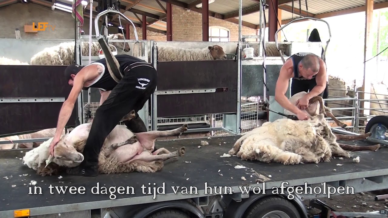 Schapen scheren - YouTube