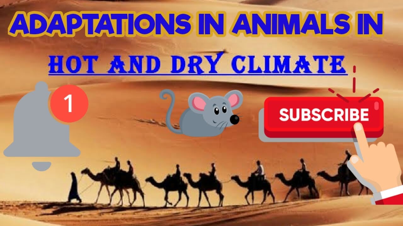 Climate and adaptations..Hot and dry climate..🐍🐀🐪 - YouTube