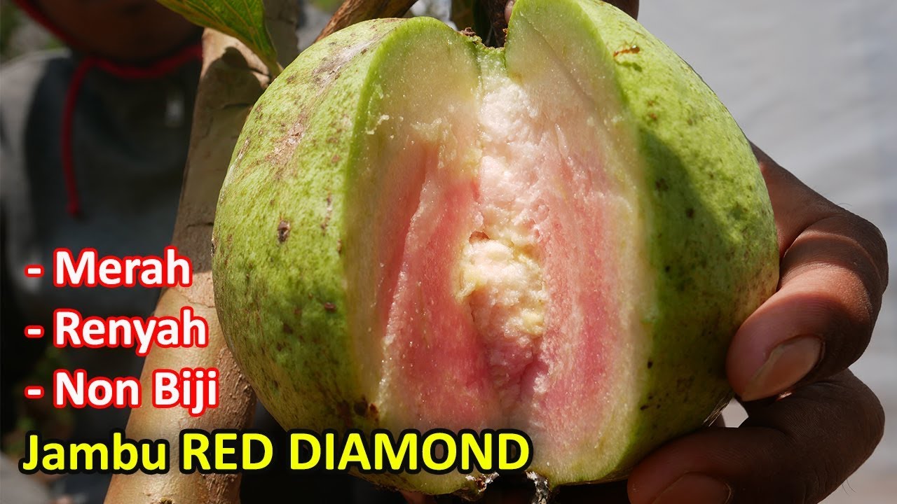 Jambu KRISTAL MERAH atau Red Diamond - Jambu Biji Manis Renyah Tanpa ...