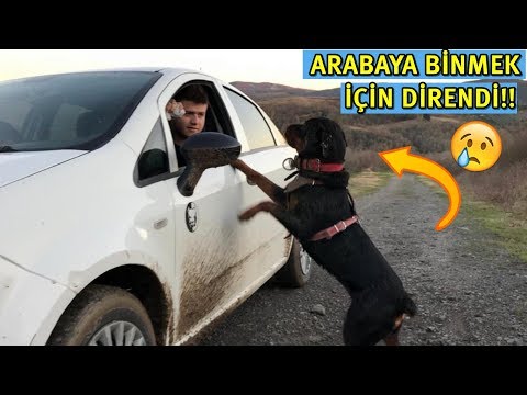 ROTTWEİLER MARLA'YI ORMANA TERK ETTİM ELVEDA KIZIM 😓!! (SOSYAL DENEY)