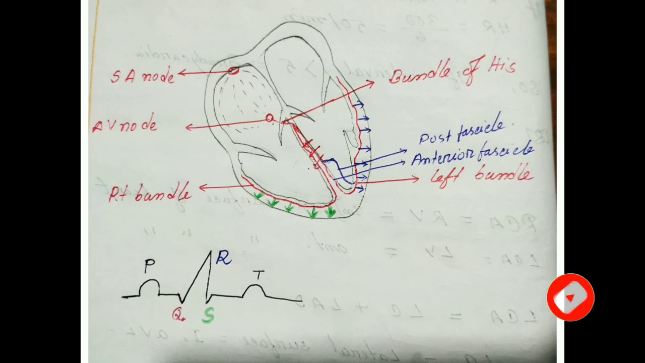 Ecg Basics For Medical Students: Part 1:| Bangla Ecg Voice| ECG Interpretation Training Bangla ...