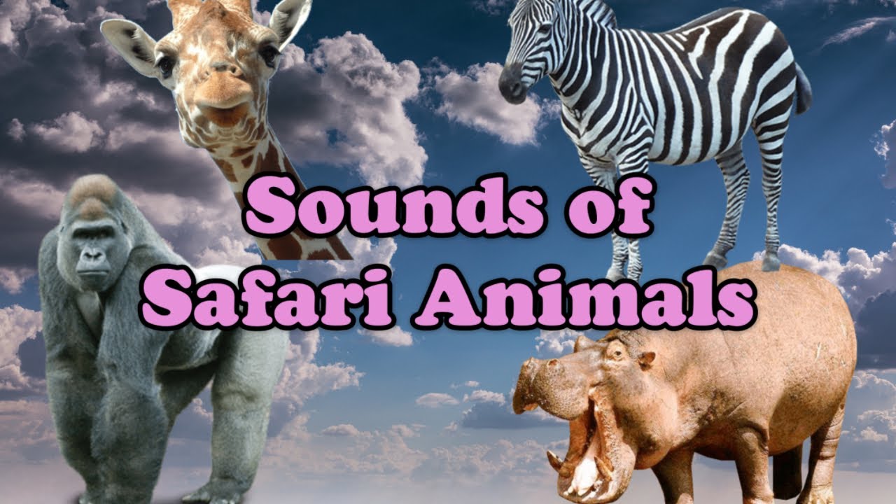 Animal sounds. High-quality sounds of safari animals. Giraffe, zebra ...
