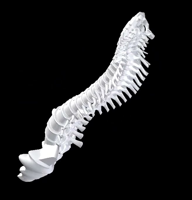 spine model, solid edge animation. - YouTube