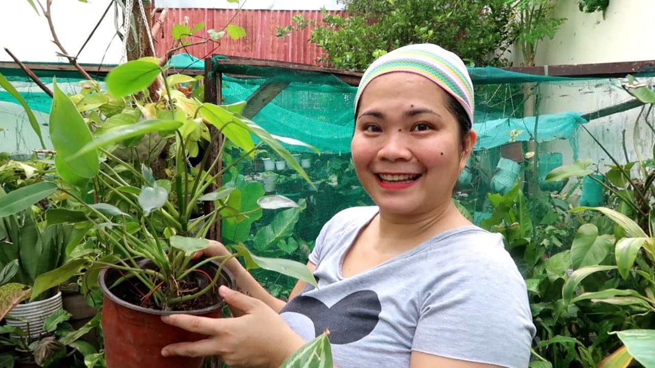 SUNDAY MORNING SALE HERE AT JHING MAGNO'S GARDEN! - YouTube