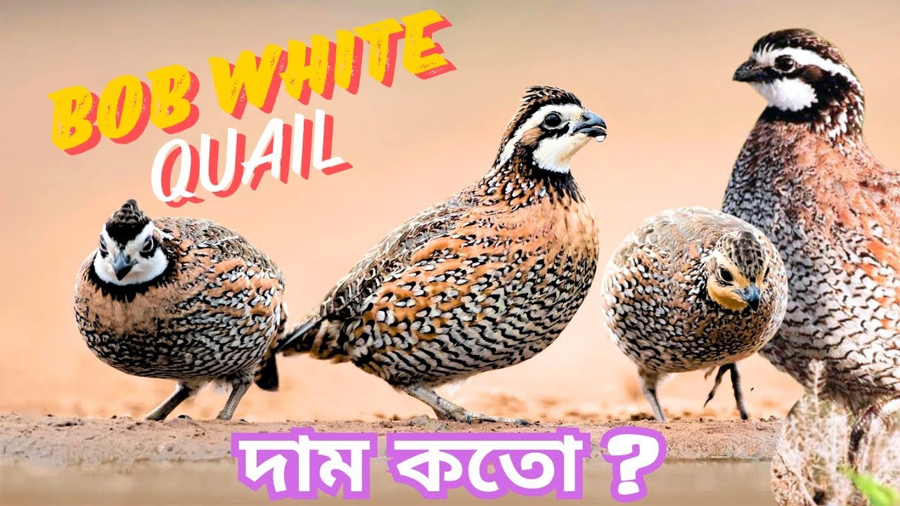 Bob white quail এর দাম কতো ? Exotic Quail Bird - Quail price in ...