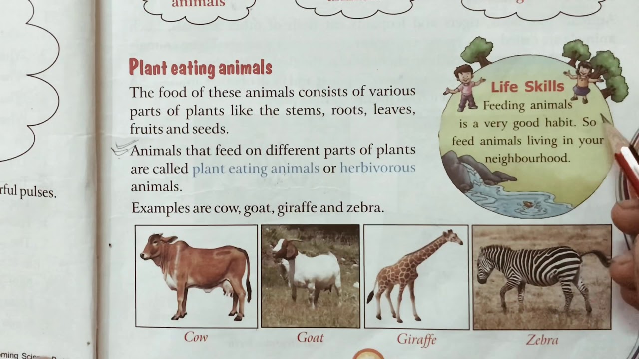 Class III Science Lesson 3(part 1) - YouTube