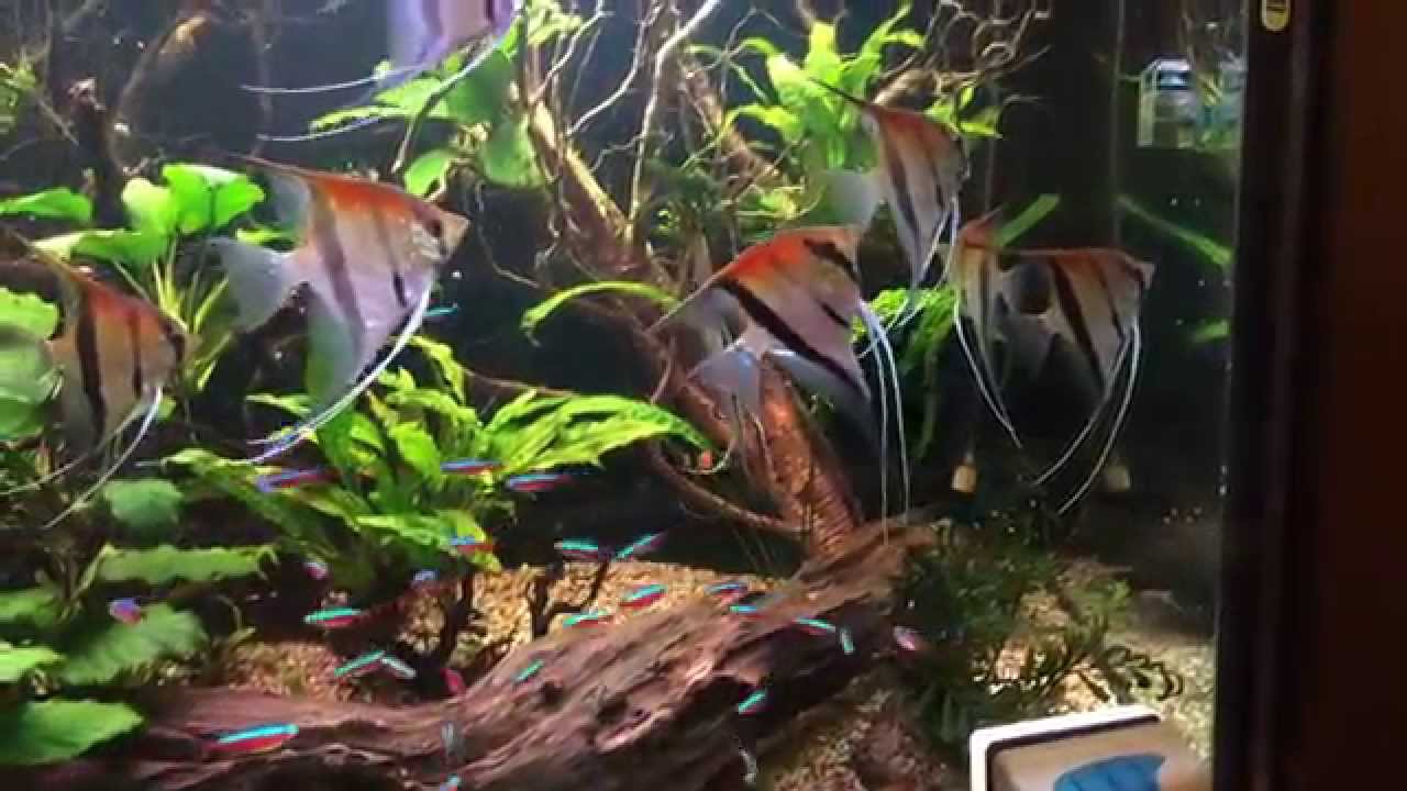 Rio Manacapuru red shoulder - YouTube