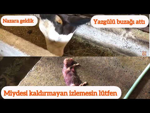 Midesi kaldırmayan izlemesin lütfen!-Yazgülü buzağı attı (Nazara geldik)