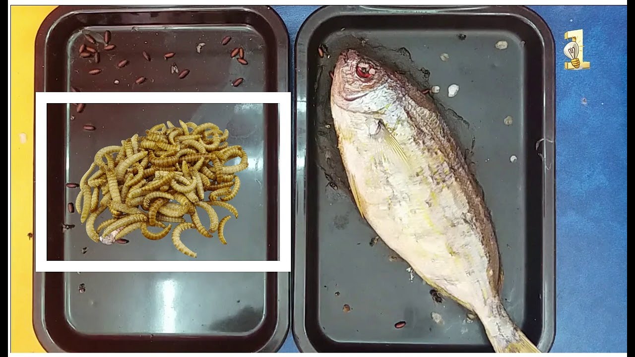 The rate of decomposition of fruits at a temperature of 35 degrees ...