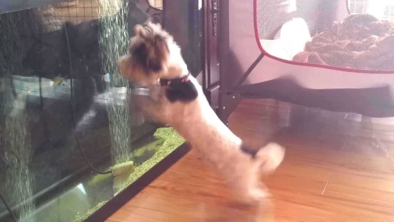 yorkie and fish tank - YouTube