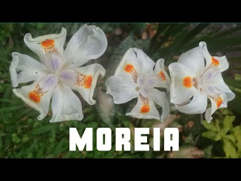 MOREIA | COMO CULTIVAR A PLANTA MOREIA | Dietes-Bicolor | Kelly Freitas ...