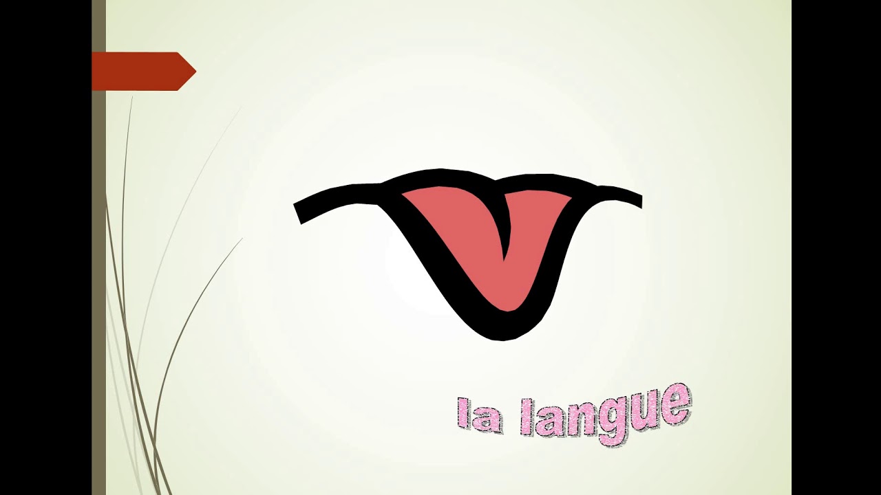 explication des parties de la bouches - YouTube