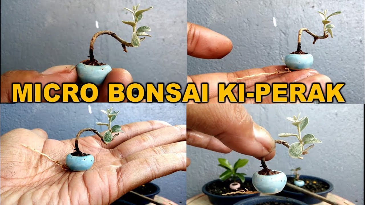 Membuat Micro Bonsai Ki-Perak Hasil Stek - YouTube