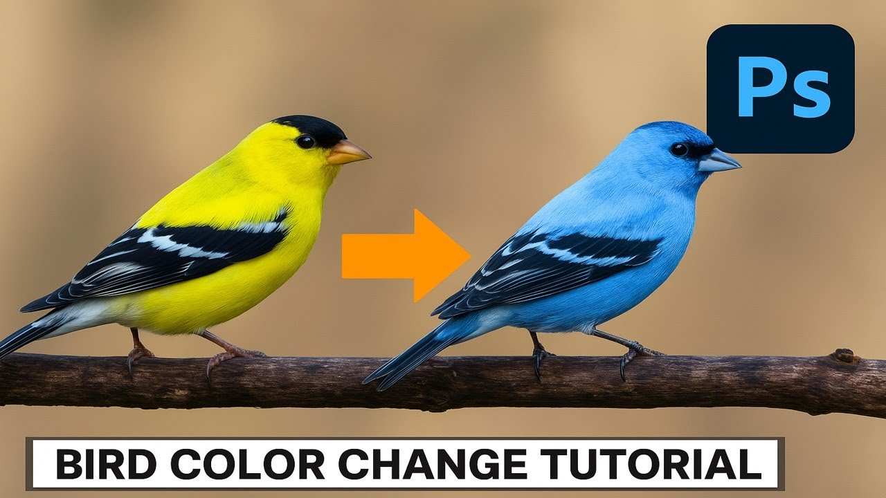 How to Change Colors in Photoshop | Bird Color Change Tutorial - YouTube