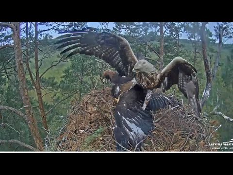 Latvia Golden Eagles ~ Grislis Gets Tangled Up w/ Meldrs On Delivery ...