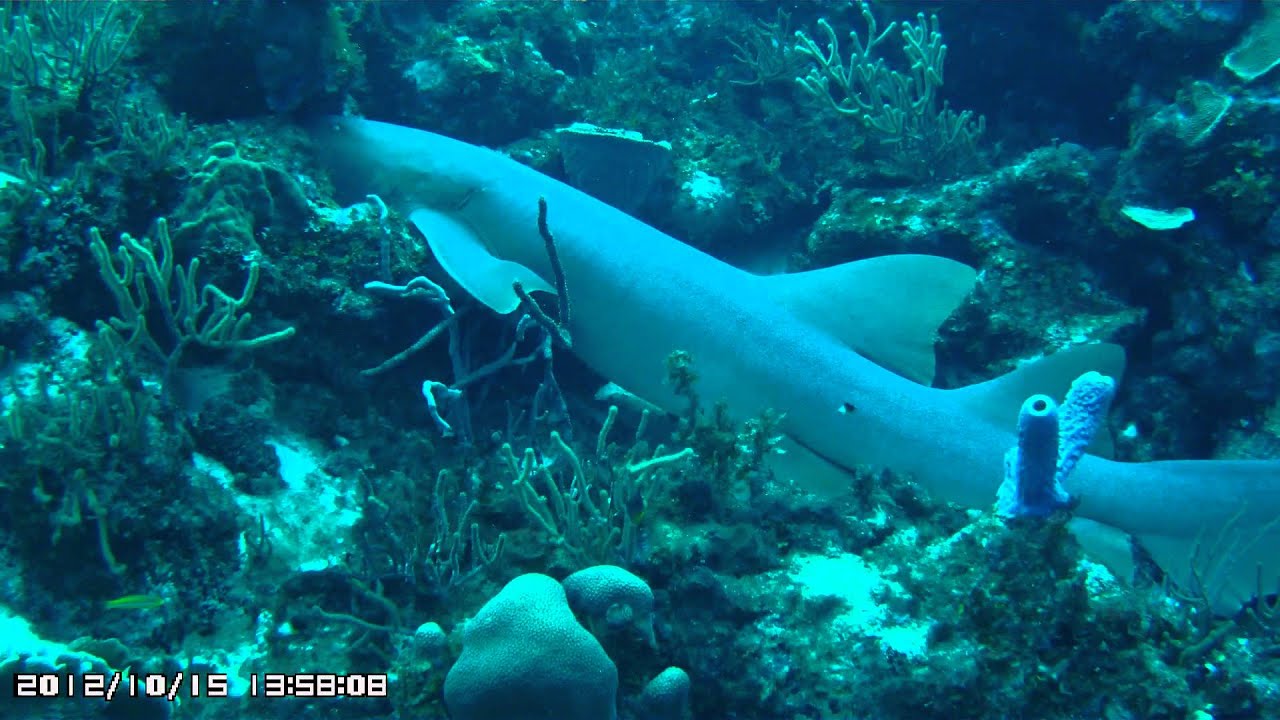 Nurse shark at Noth coast of Curacao - YouTube