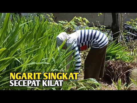 Wanita Pintar Ngarit