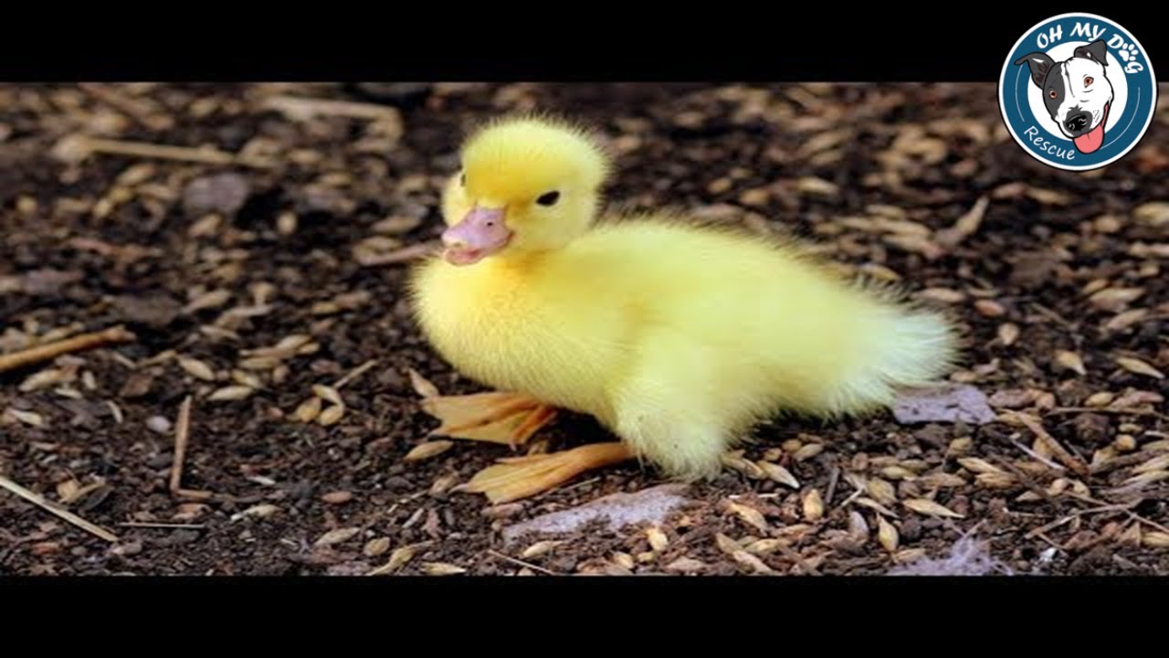 Cute Duckling - Funniest Baby Ducks Videos Compilation 2018 - YouTube