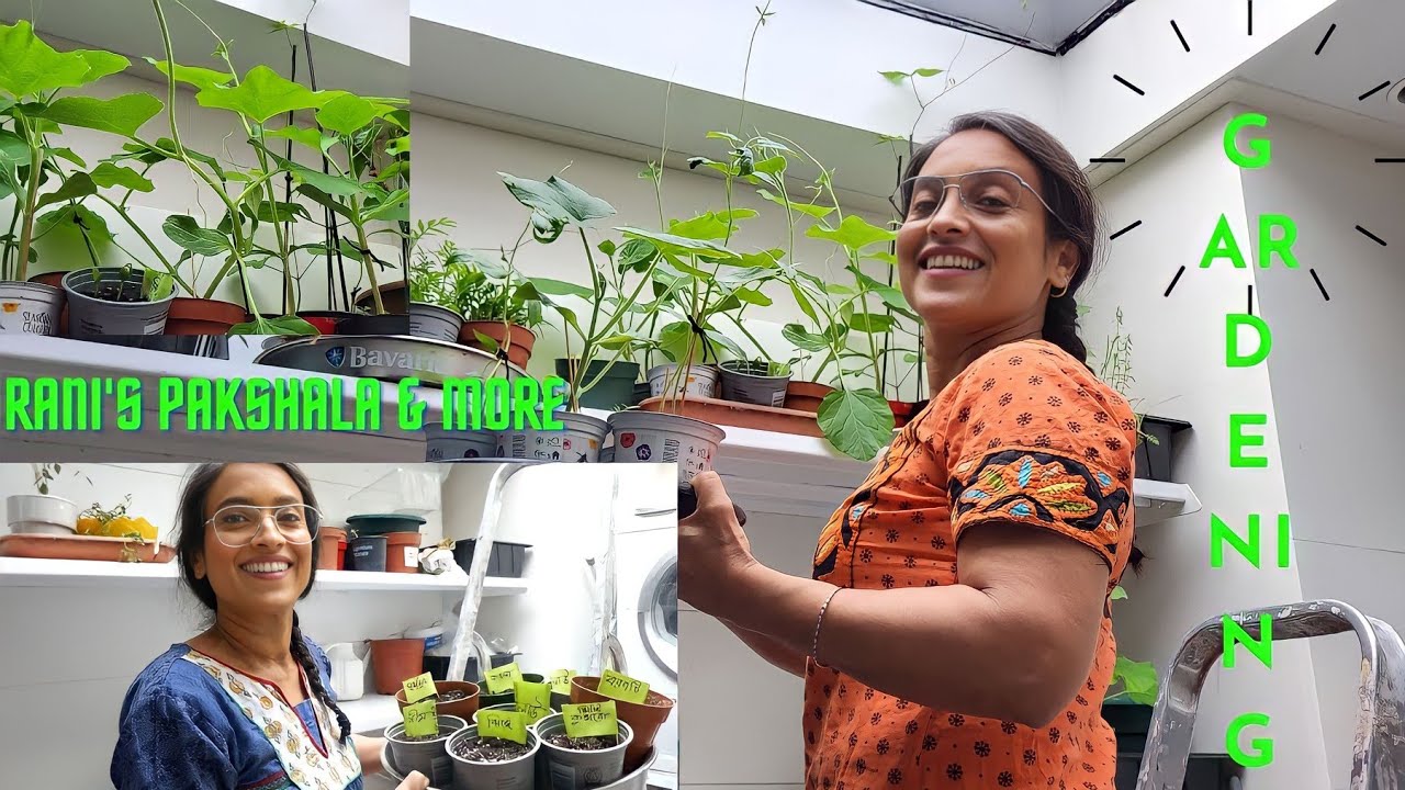 In this video I shared how I grow and take care of my desi plants in 🇳🇱 ...