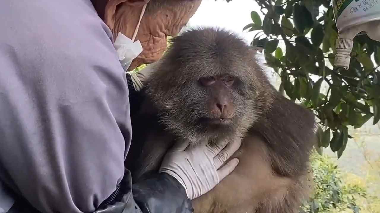 This orangutan really likes being with the nun #Monkey #Animal #Shorts ...