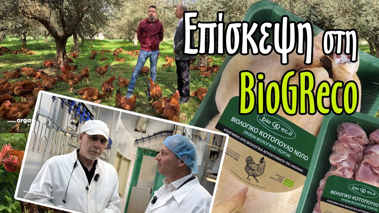Επίσκεψη στη Biogreco με τα βιολογικά κοτόπουλα και τη μονάδα ...