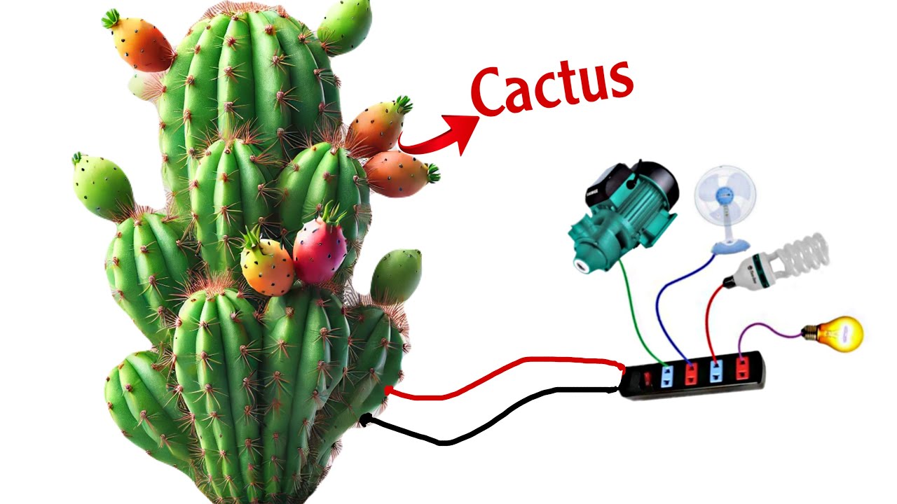Getting Free Lifetime Electricity From Cactus, Amazing - YouTube