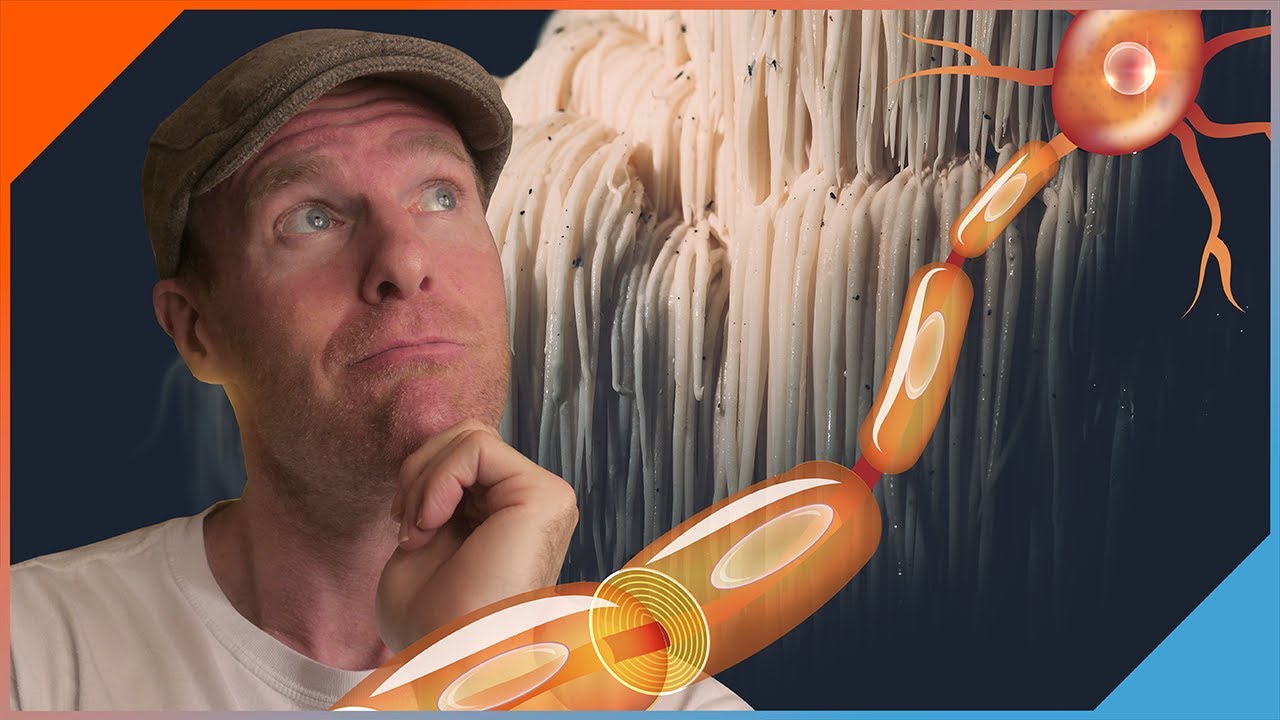 Amazing Suppliment to Repair Myelin! | Multiple Sclerosis Recovery ...