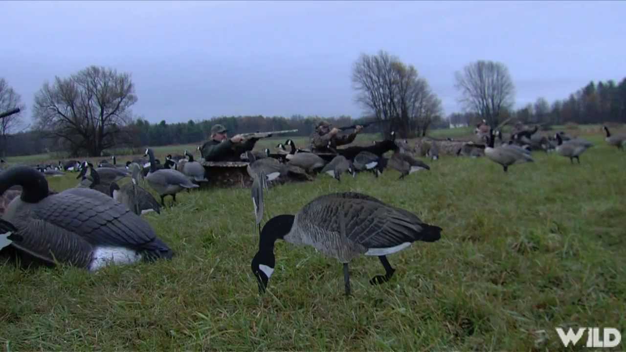 Canadian Goose Hunting - YouTube