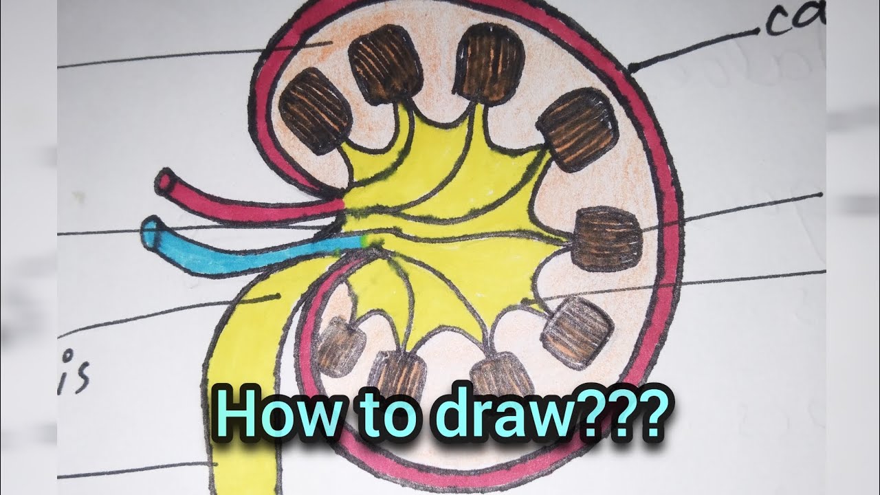 How to draw structure of kidney|Biology|#draw #hindi #drawing ...