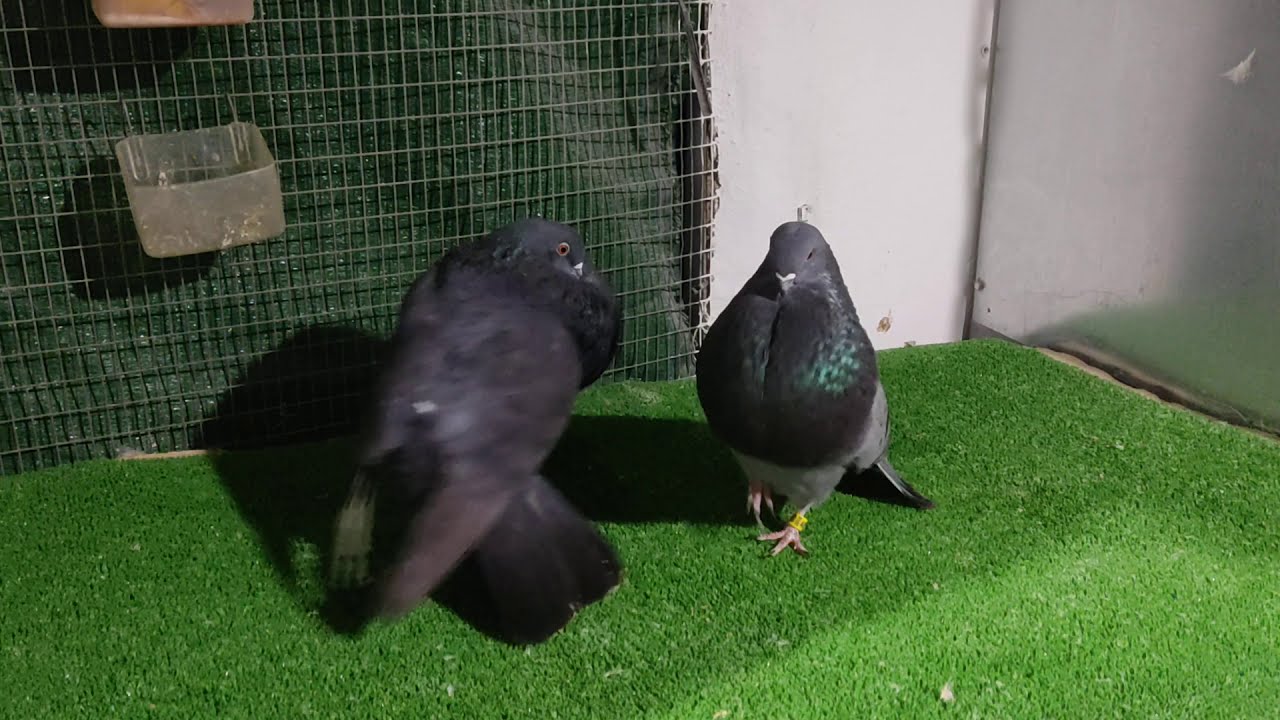 Palomos Buchones Veleños, macho cuervo plumín, hembra azul,Veleños ...