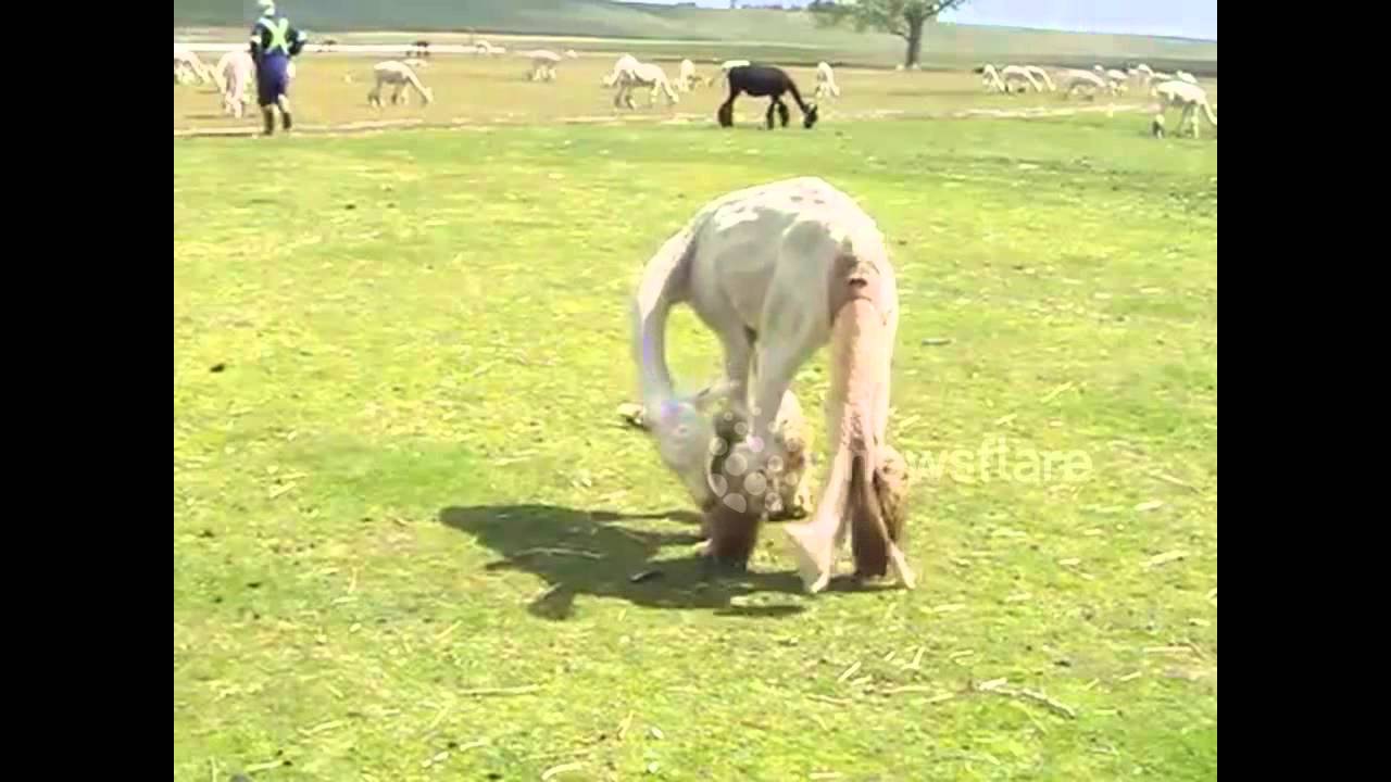 Alpaca gives birth to healthy baby girl - YouTube