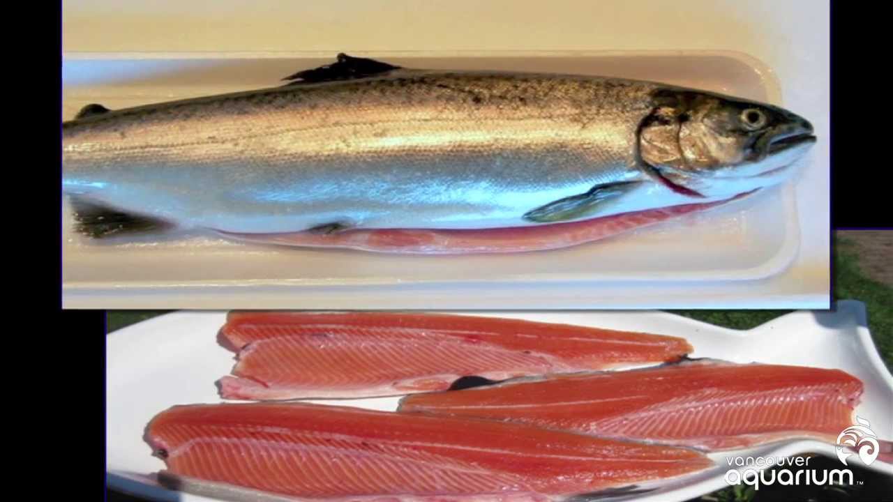 Raising Fish... on Land - YouTube