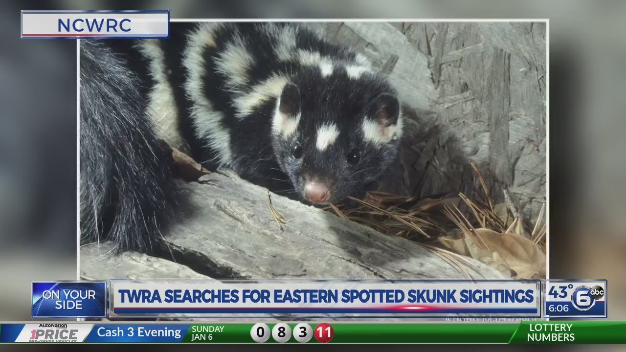 TWRA asks for help in spotting an Eastern-Spotted Skunk in Tennessee ...