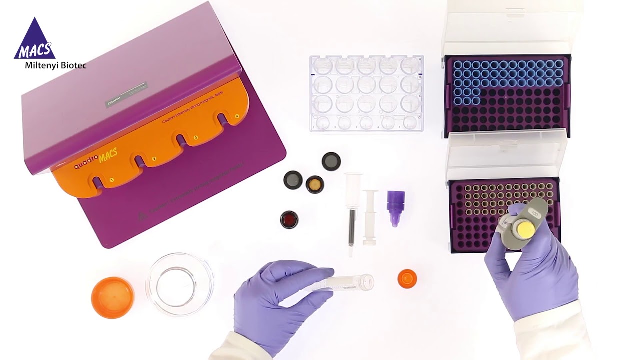 Isolation of pure, viable neurons from adult mouse brain using Neuron ...