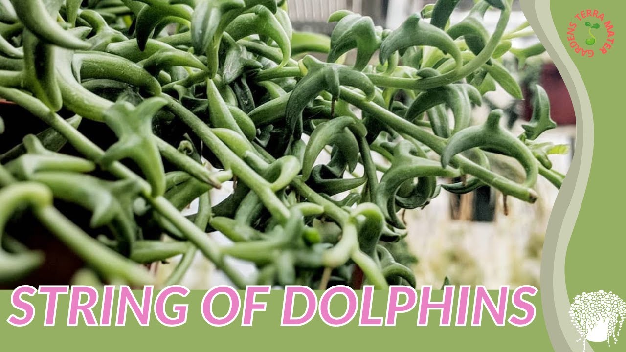 STRING OF DOLPHINS Information and Growing Tips! ( Senecio peregrinus ) - YouTube