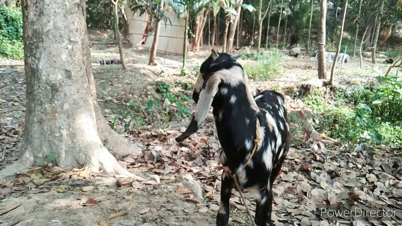 A Bangladeshi Village | Black Bengal Goat | Village Corn Field - YouTube