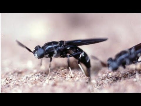 How to prepare food for the newly hatch larvae? | Pinoy AGRI business ...