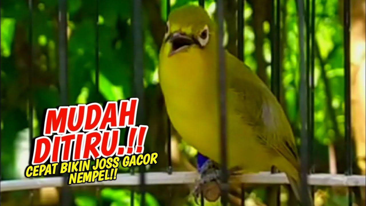 PANCINGAN KECIAL KUNING 💯 BIKIN KECIAL KUNING GACOR || KECIAL KUNING ...
