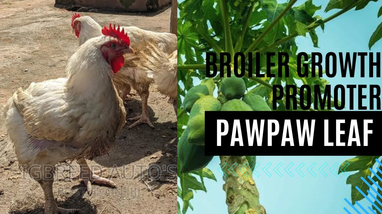 How To Use Pawpaw Leaves for Broiler Chicken as A Natural Growth ...