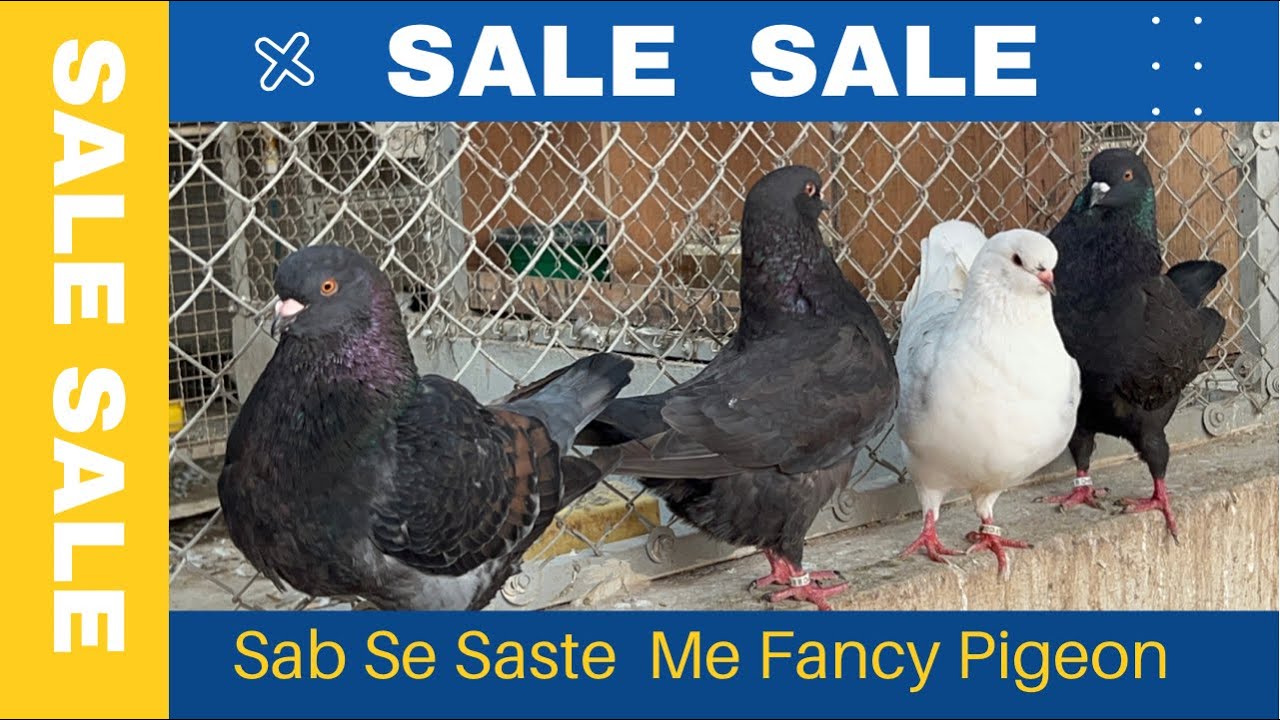 Sale-Sale-Sale / Modena King Pigeons For SALE / Fancy Pigeon / - YouTube