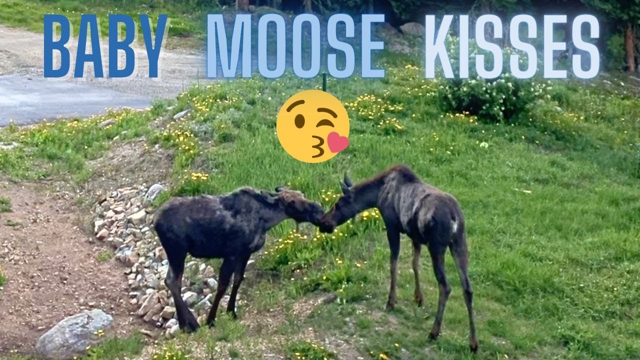 PLAYFUL MOOSE DUO: The Cutest Video You'll See Today! - YouTube