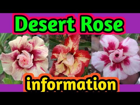 Desert Rose information @babluadenium #desertrose #adenium #garden ...