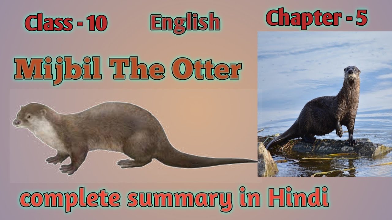 Mijbil The Otter class 10 summary । Mijbil the otter summary in hindi ...
