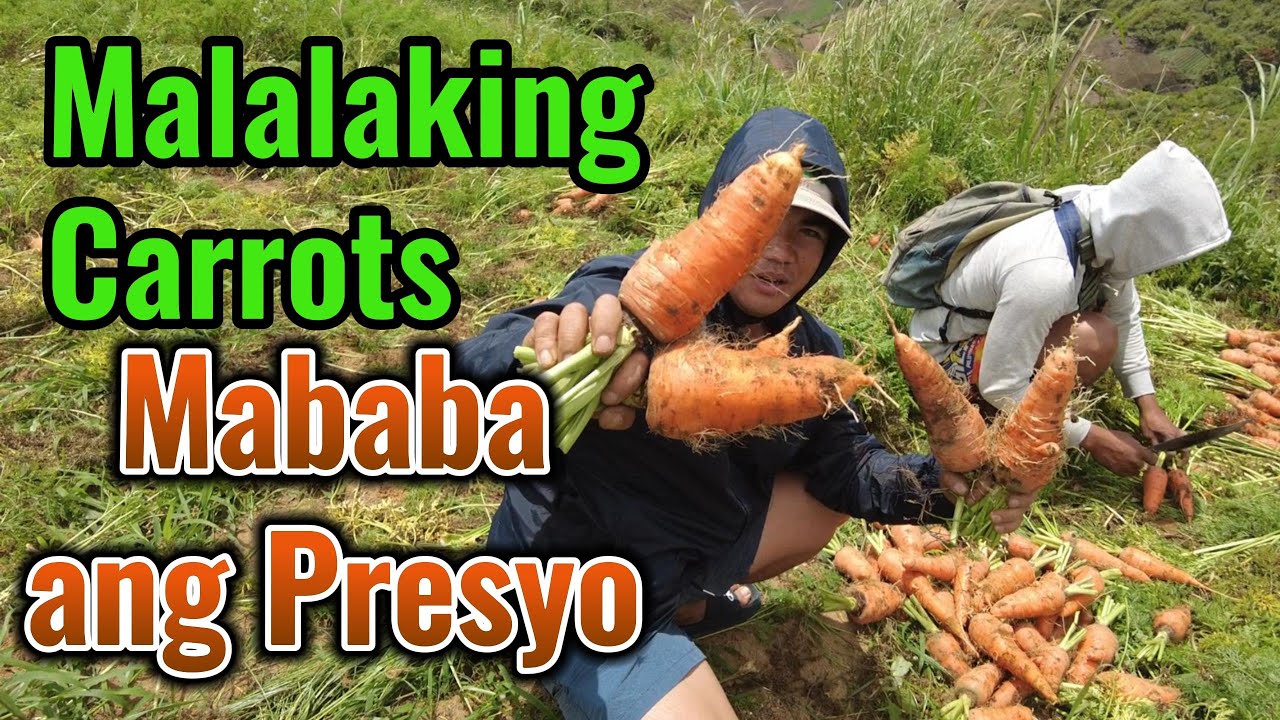Malalaking Carrots Mababa ang Presyo - YouTube