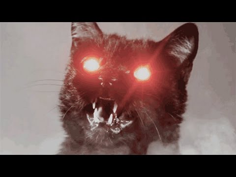Cat Exorcism... Scary, but funny! Must Watch!!! - YouTube