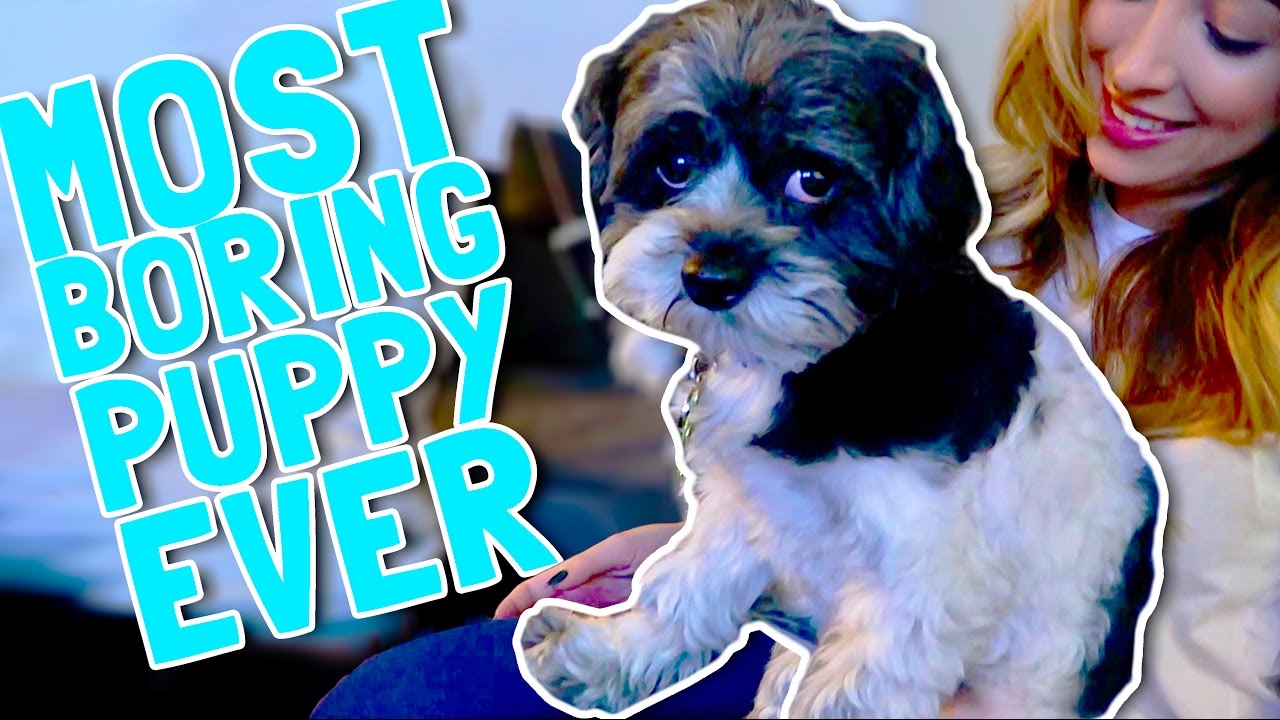 WORLDS MOST BORING PUPPY! - YouTube